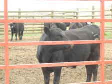 Large Animal Safety Walkthrough 5 - Integrating Safety into Agritourism