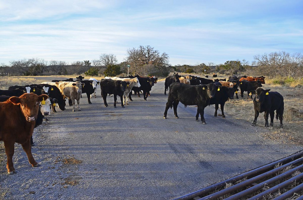 Large Animal Safety Walkthrough 1 - Integrating Safety into Agritourism